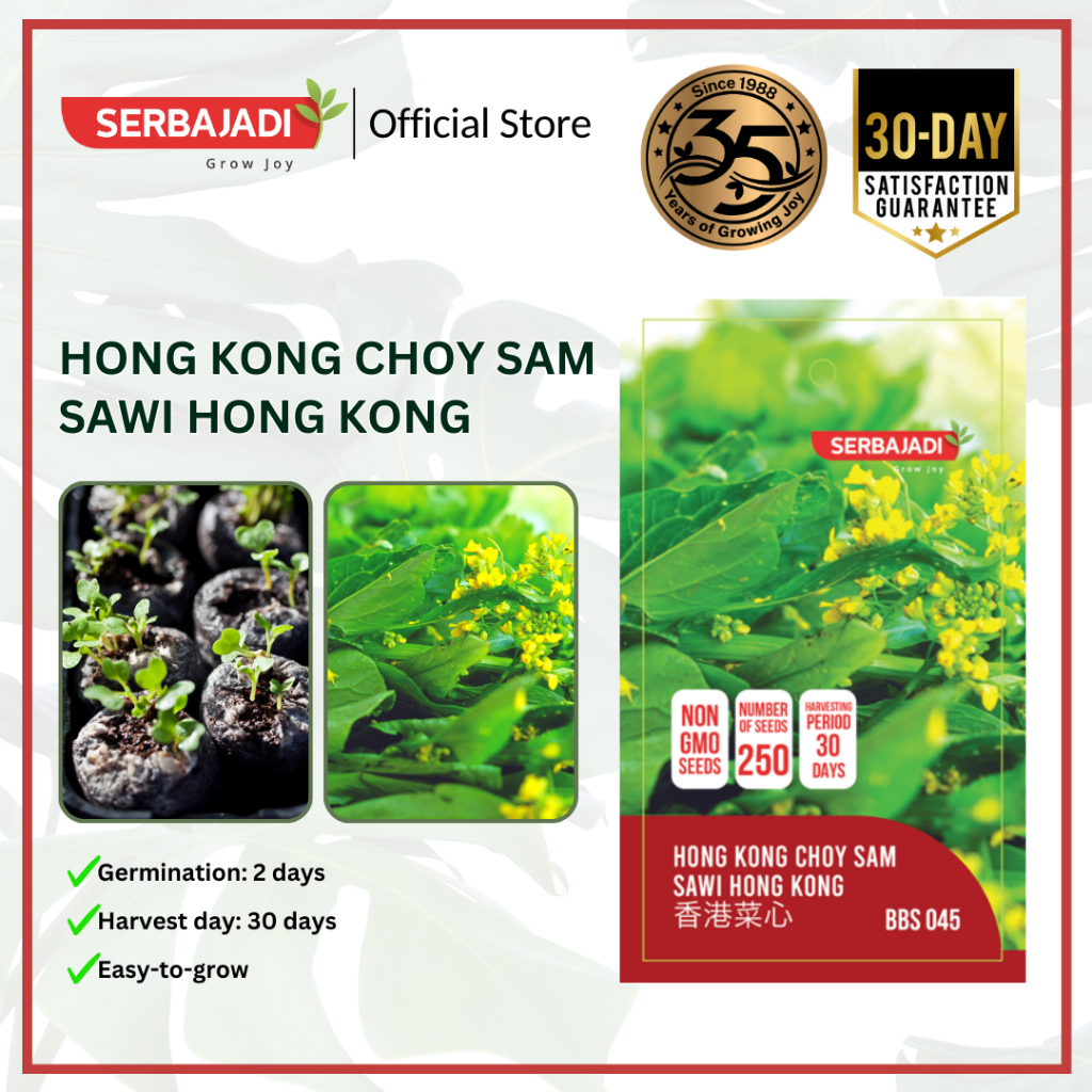 Serbajadi Vegetable Seed Hong Kong Choy Sum | Leafy Vegetable | Yellow ...