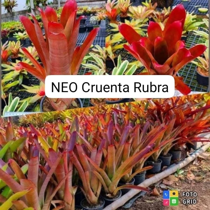 Neo Cruenta Rubra / Bromeliad Gha Garden House | Shopee Malaysia