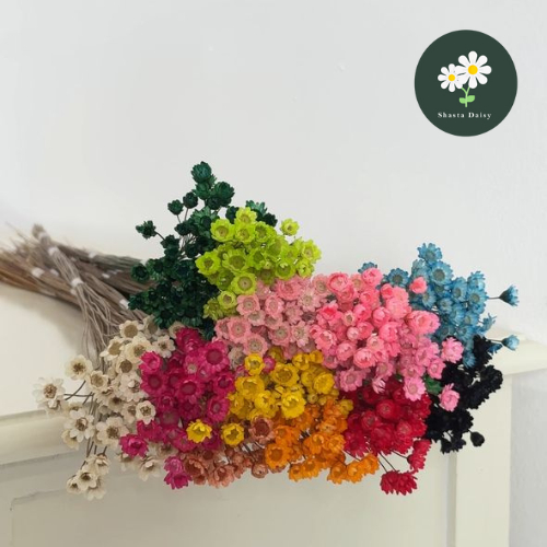 Dried Brazilian Daisy Flower Preserved 干花巴西小星花 (Est 40-50pcs) | Shopee ...