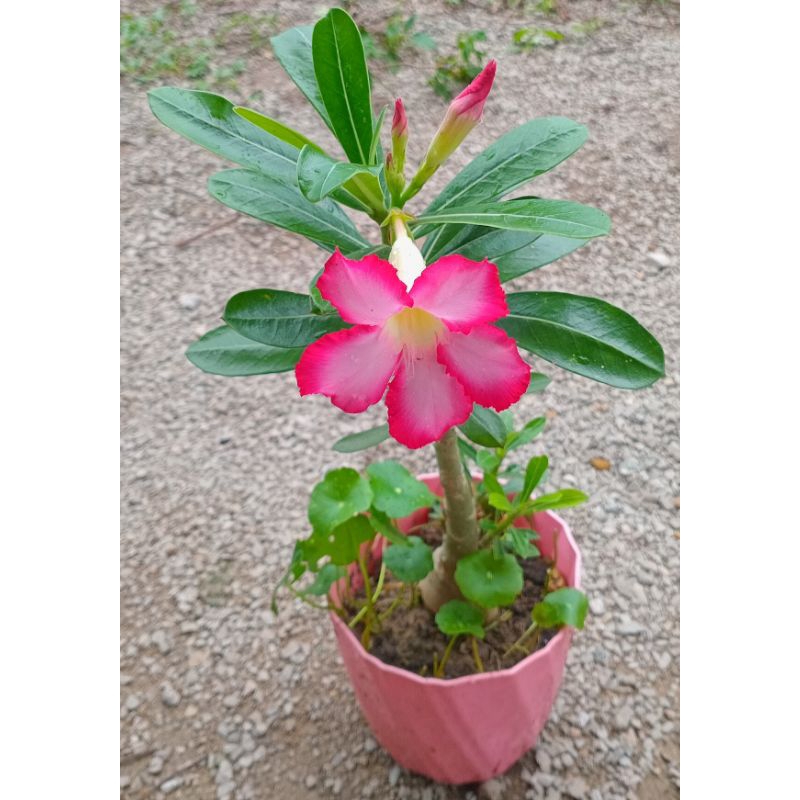 Anak Pokok Bunga Seperti Dalam Gambar | Shopee Malaysia
