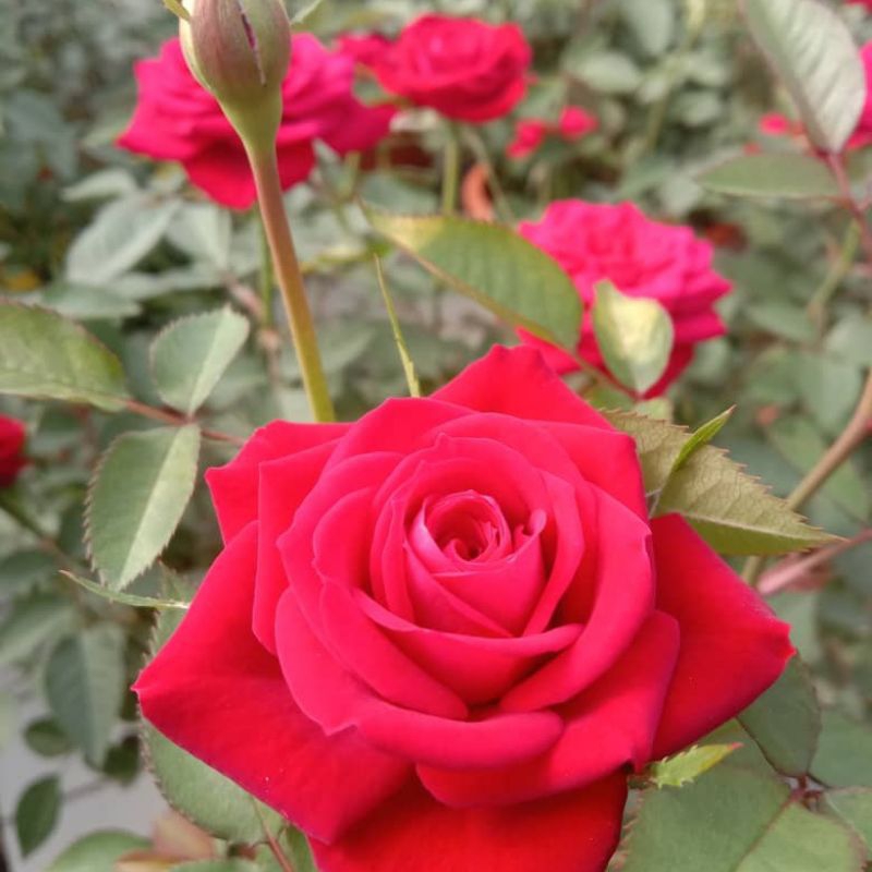 Pokok Bunga Ros Kampung | Shopee Malaysia