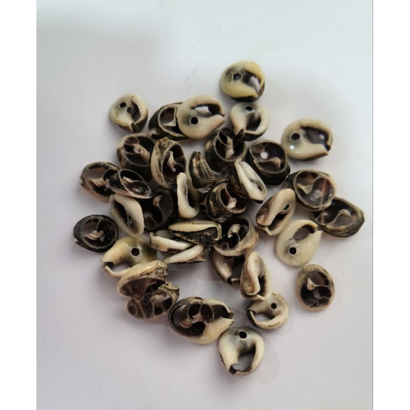 Seashell/Burie Kelia (500g) | Shopee Malaysia