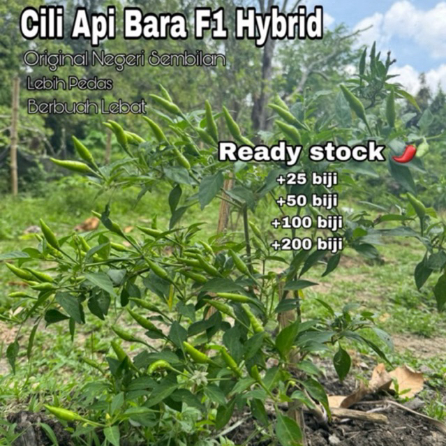 Benih Cili Api Bara Hybrid F1 / Chili seeds (Ori Nogori dijamin podeh ...