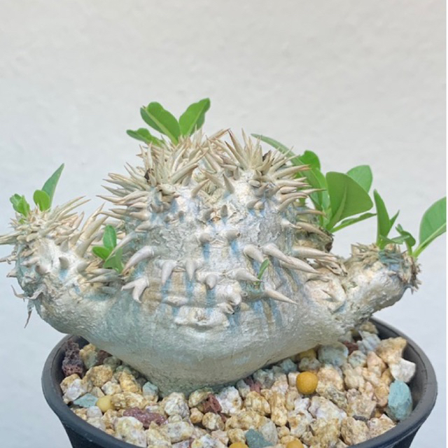 8cm width Seedling White Skin Pachypodium brevicaule x p.densiflorum ...