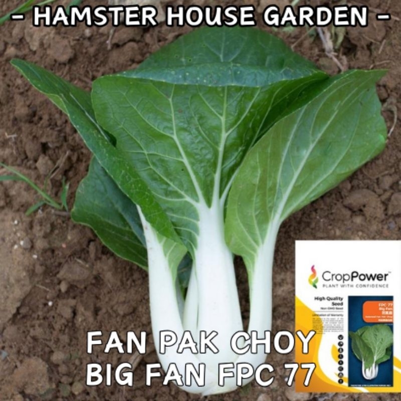 HSK [5gram/20gram] SAWI PUTIH BESAR BIG FAN PAK CHOY FPC 77 SEED / BIJI ...