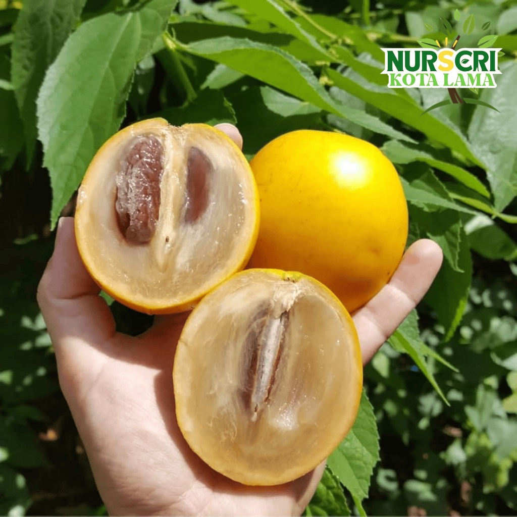 🔥RARE🔥 POKOK ABIU / Ciku Australia / Golden Fruit Tree / Pouteria ...