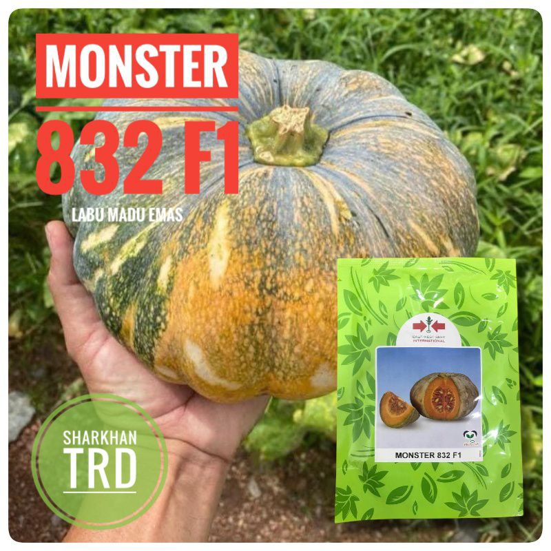 NEW STOCK🔥 Paket 100g MONSTER 832 F1 Biji Benih Labu Madu Manis Cap ...