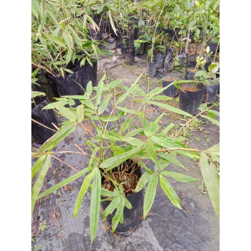 Anak Buluh Lemang dlm polybeg | Shopee Malaysia