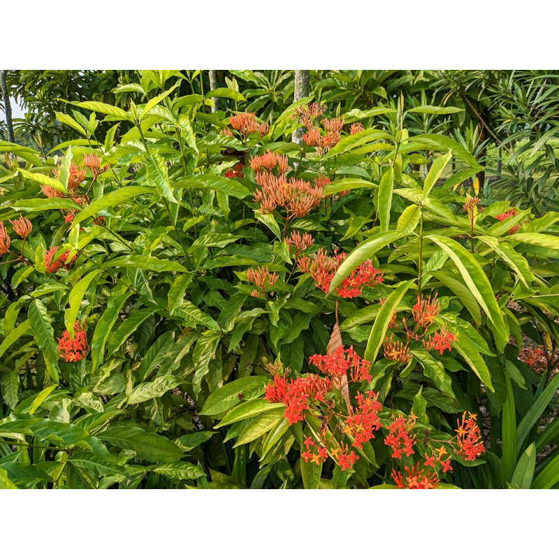 LFT-IXORA JAVANICA RED DAUN BESAR / POKOK LANDSCAPE HIDUP / POKOK PECAH ...