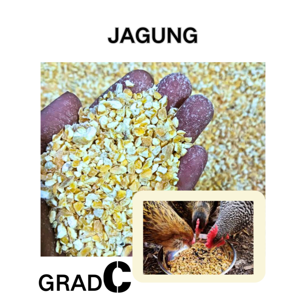 1KG Jagung Halus C Makanan Ayam / Chicken Corn / Makanan Haiwan ...