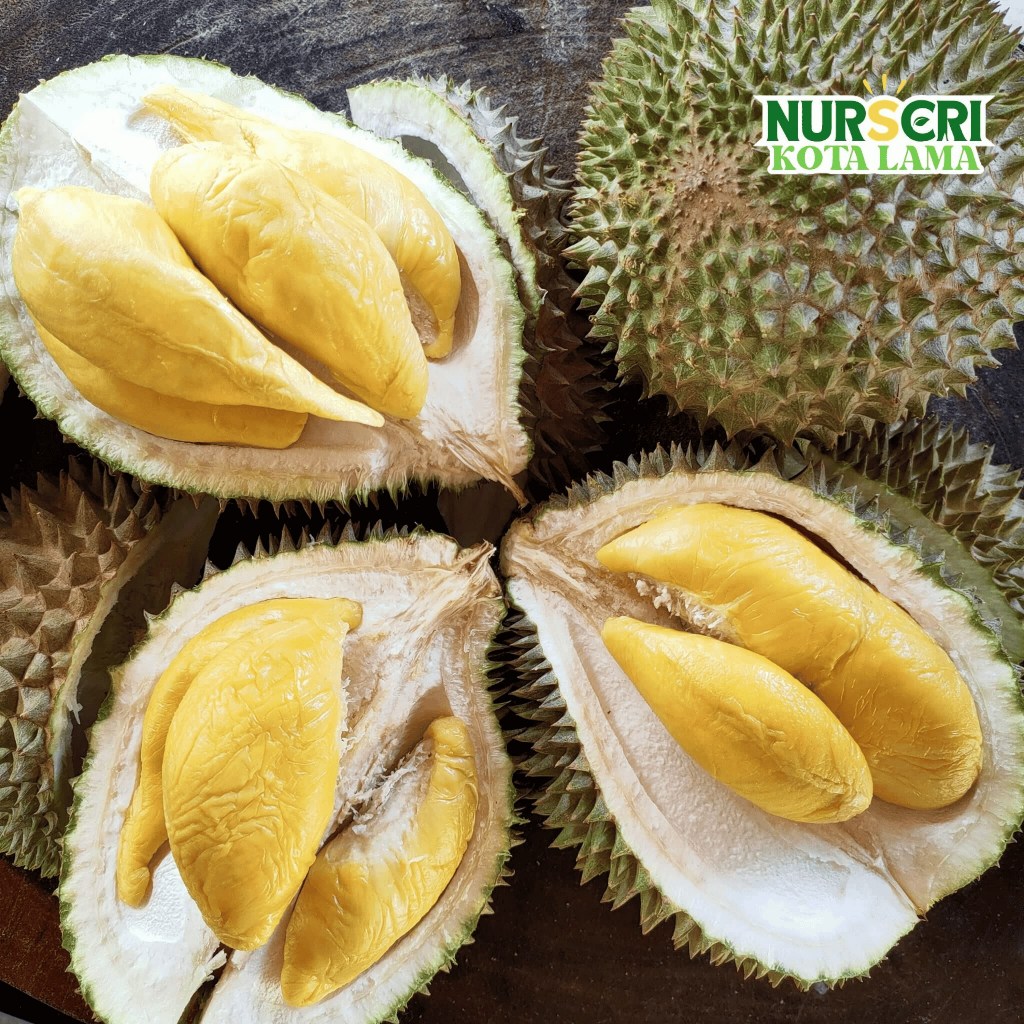 🔥HYBRID🔥 POKOK DURIAN MUSANG KING (D197) / Raja Kunyit Tree / Mao Shan ...