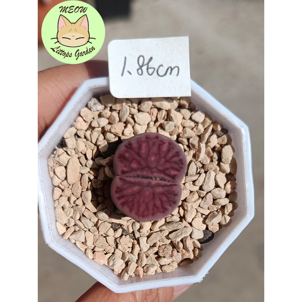 Lithops Ready Stock/ Lithops kiku purple ias pic/紫菊一物一拍 | Shopee Malaysia