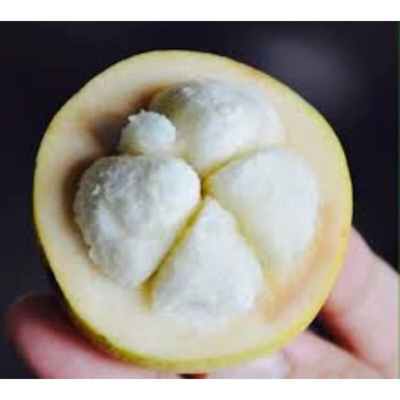 Buah Setol Buah Sentul Buah Setoi Buah Seto Buah Sentol Kampung 500g ...