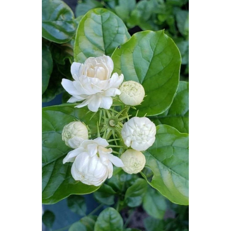 pokok bunga melur rose tahan panas | Shopee Malaysia