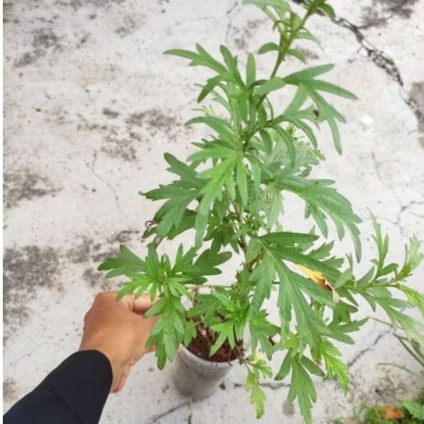 Baru cina, daun manis, daun sundamala, daun hian atau hia (Artemisia ...
