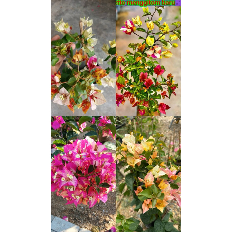 Bunga Kertas ID RARE (anak pokok) | Shopee Malaysia