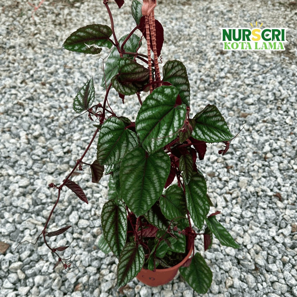 🔥INDOOR🔥 CISSUS JAVANA DISCOLOR TREE / Begonia Rex Vine / Climbing ...