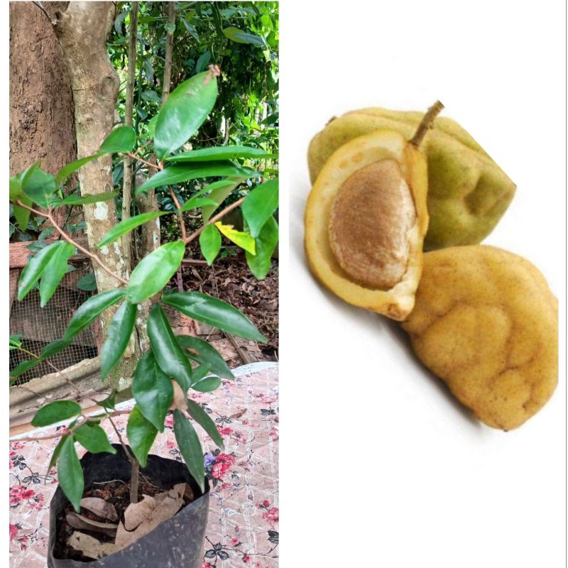 Pokok nam-nam/Pokok buah katak Puru | Shopee Malaysia