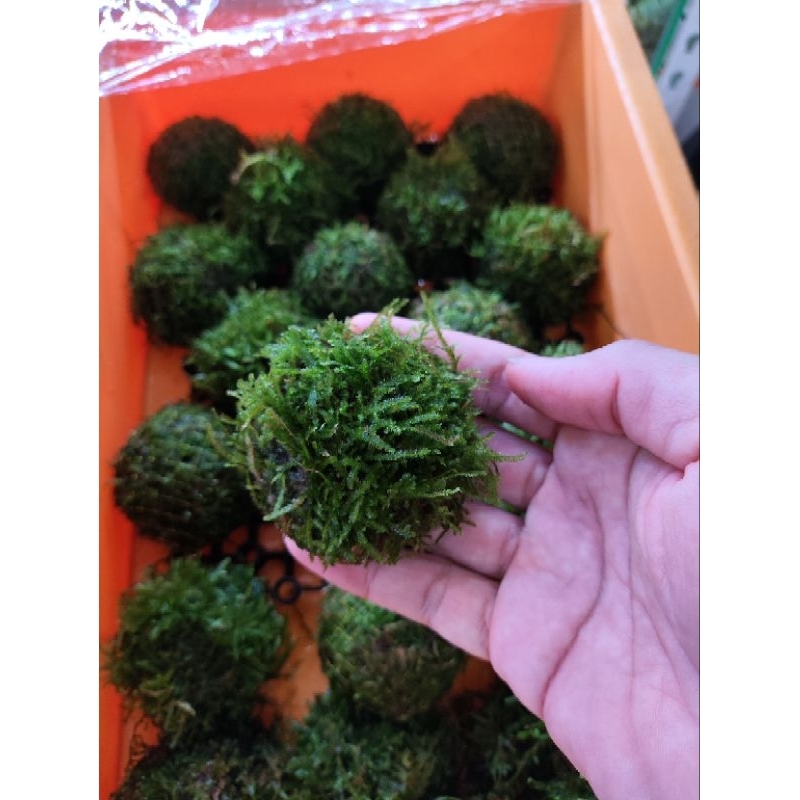 Cratoneuron filicinum “triangle moss”三角莫斯半球 （1pcs emersed）aquatic ...