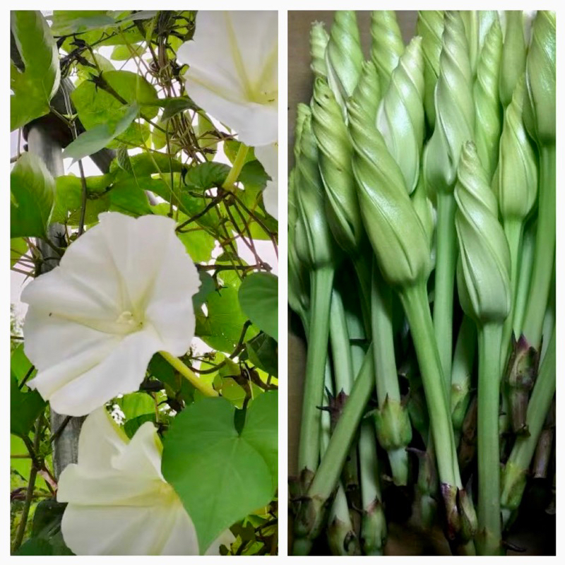 5Biji Benih Ulam Bunga Bulan menjalar [bunga buat sayur] /Thai ...