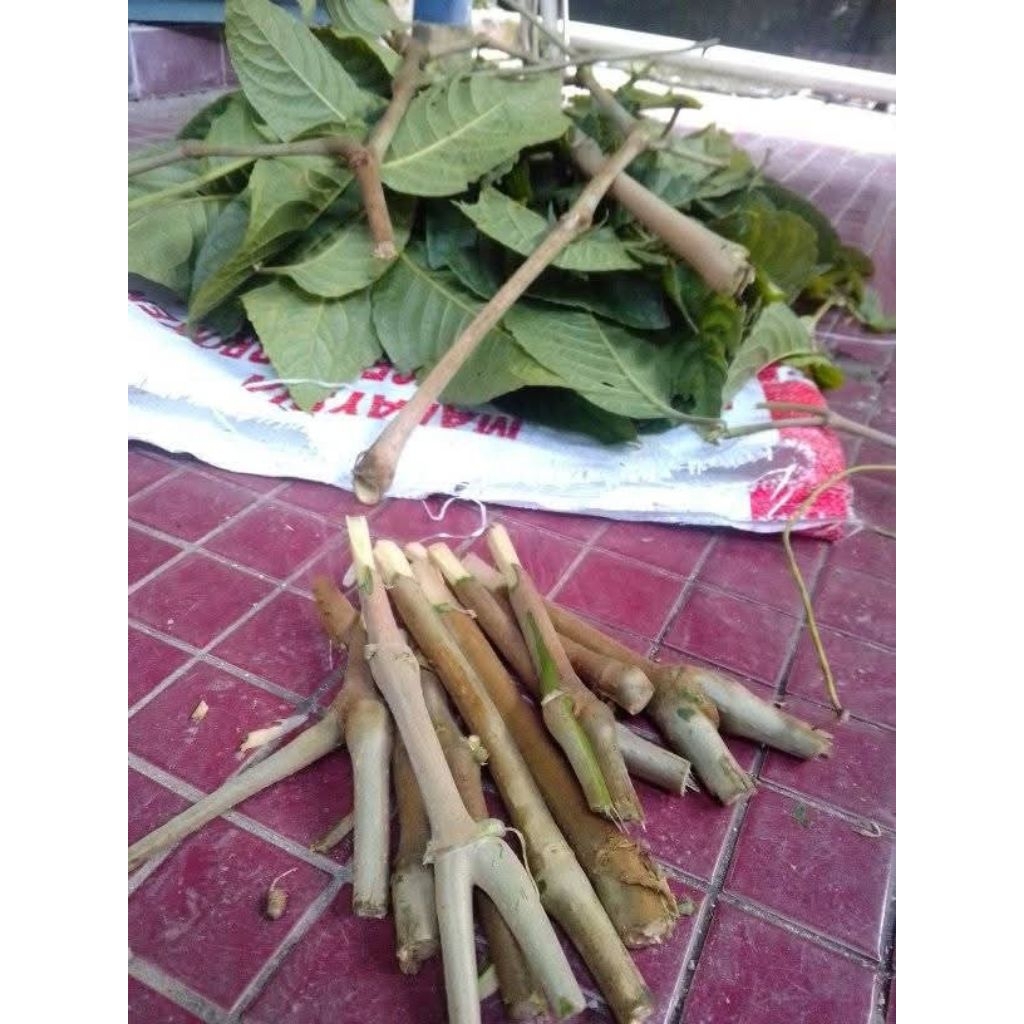 10 Keratan batang pokok Ketum Ayam ( Madre De Agua ) | Shopee Malaysia