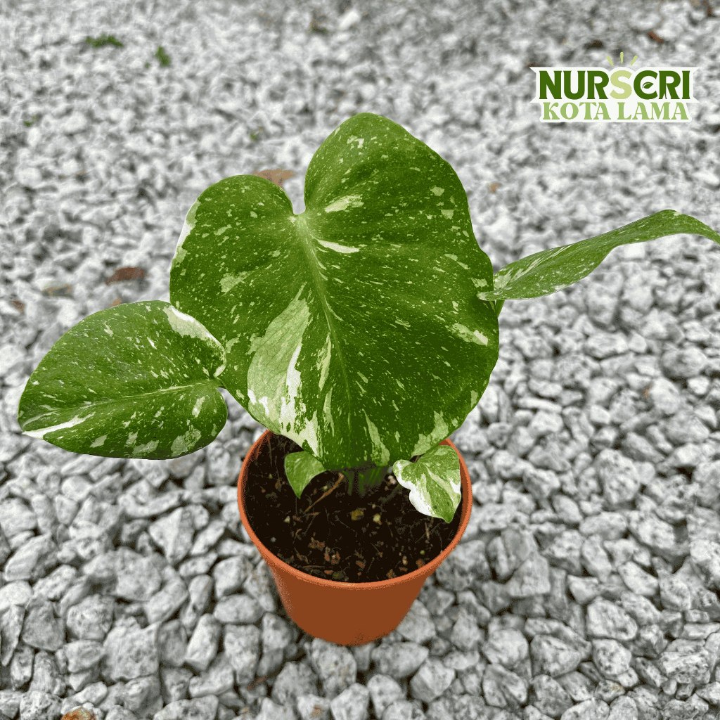 🔥INDOOR🔥 MONSTERA THAI CONSTELLATION (MTC) / Variegated / Batik ...