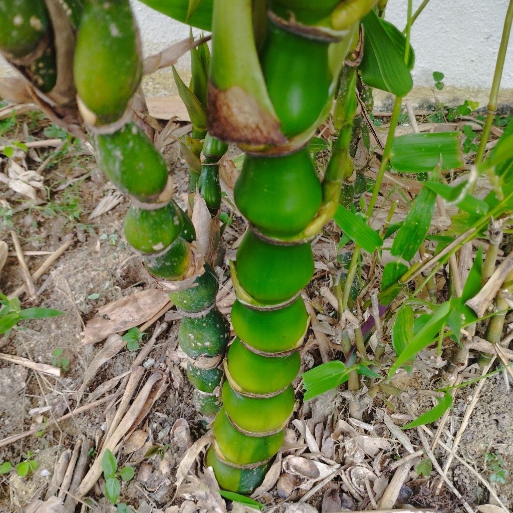 Live Plant Buddha Belly Bamboo Tree Bambusa Ventricosa seedlings ...