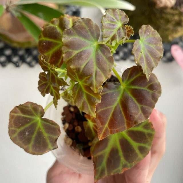 Begonia Rubida (species sarawak) | Shopee Malaysia
