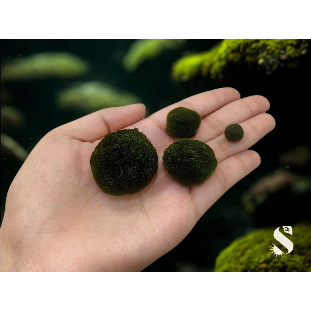 Marimo Moss Ball, Live Aquatic Plant, Low Maintainance, Live Moss ...