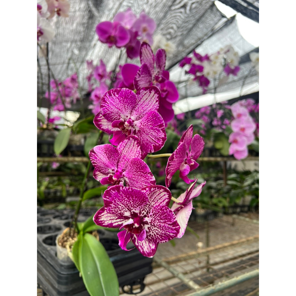 Orkid Pokok Hidup - Orchid Live Plant ( random color ) | Shopee Malaysia