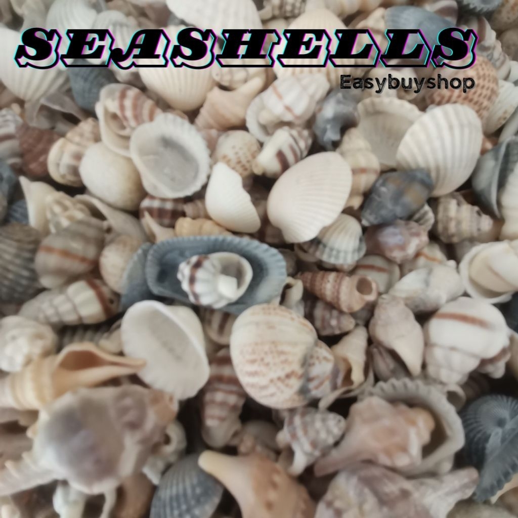 1-3cm 100 grams mix Seashells kulit siput kerang diorama homework art ...