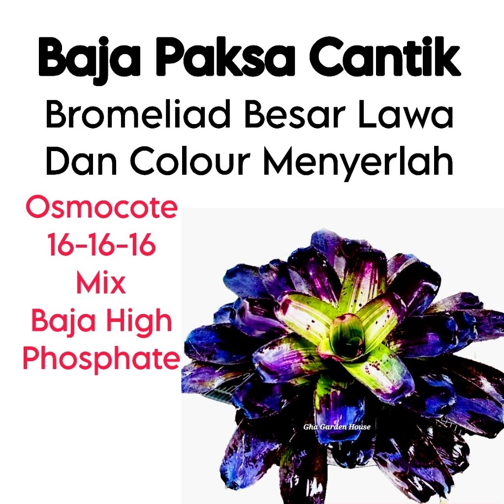 Baja Paksa Cantik Bromeliad - Bromeliad Besar Lawa dan Colour menyerlah ...