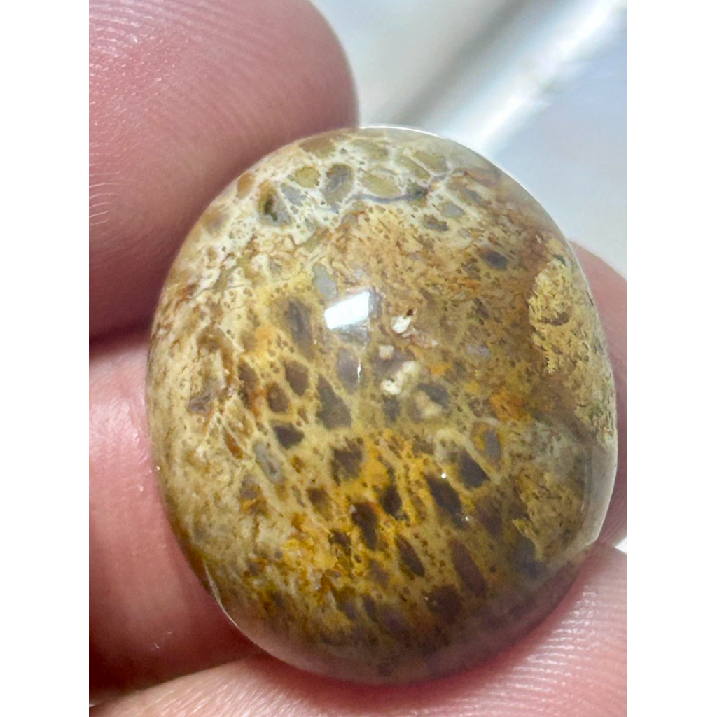 Batu Permata Fossil Nibong Asli Untuk Diniagakan Motif Rare Urat Jelas ...