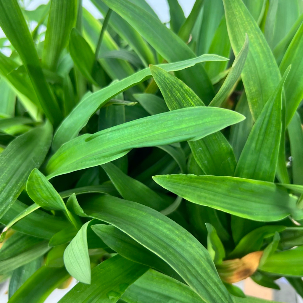 Anak Pokok Rumput Siti Khadijah Hidup (Rumput Beijing) – Herba ...