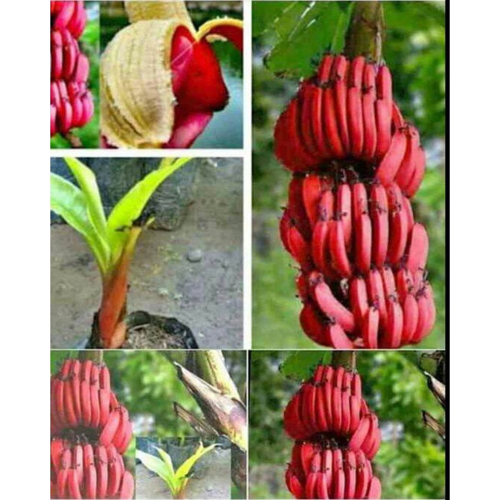 Pisang Raja Udang Merah(Anak Pokok Pisang) | Shopee Malaysia