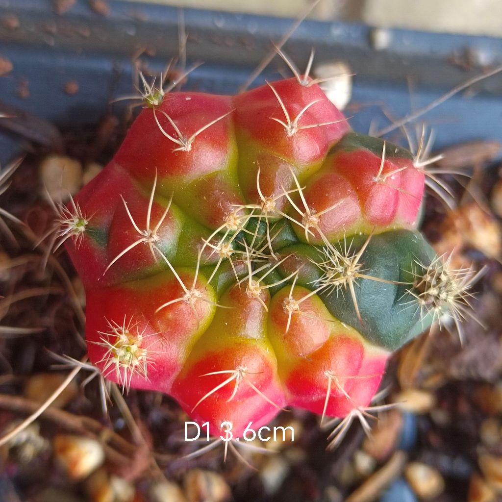 DAMSII VARIEGATED CACTUS (OFFSETS WILL FALL DURING PACKAGING/DELIVERY ...