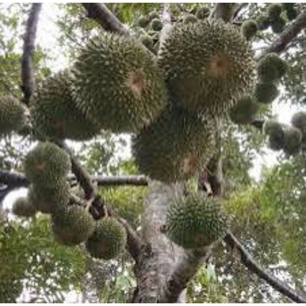 Pokok Durian Ochee/Duri Hitam(Anak Pokok Grafted) | Shopee Malaysia