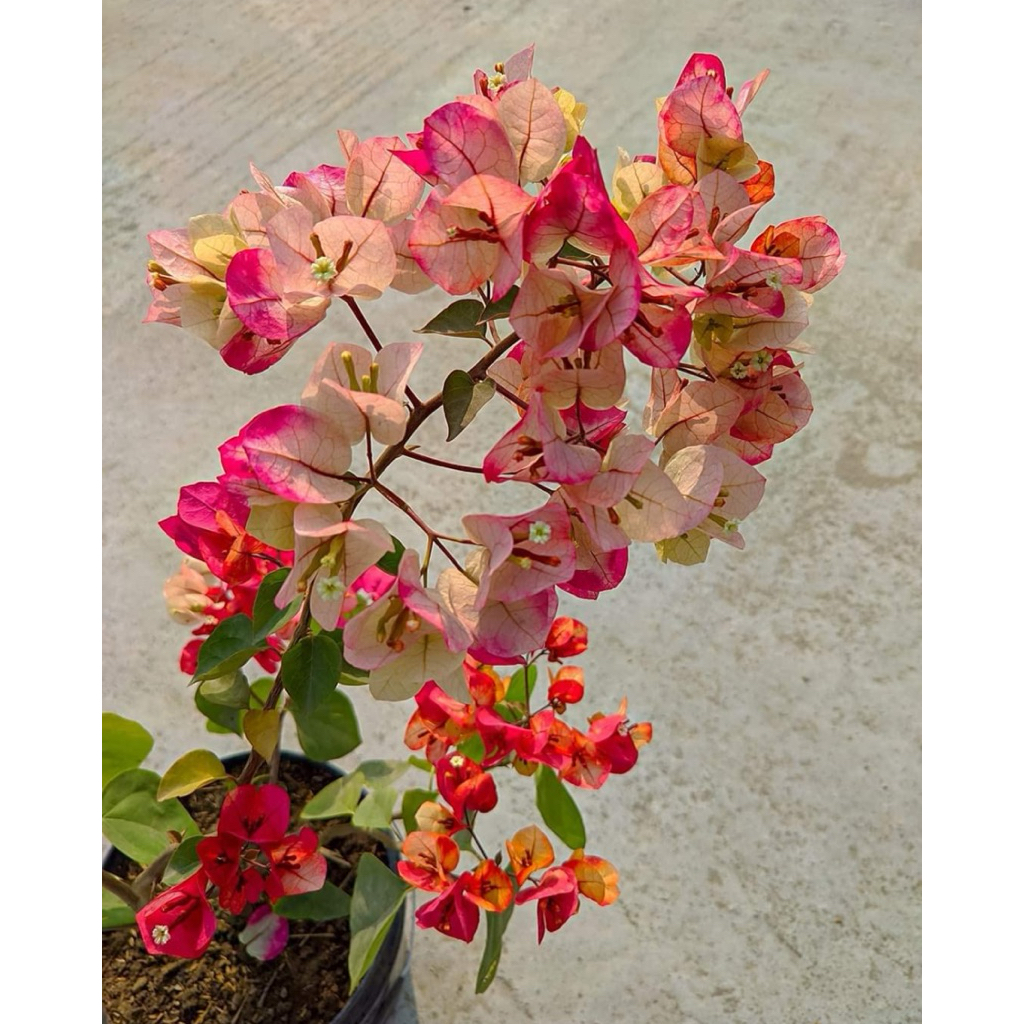 Keratan Bunga Kertas Chitra Thai / 1 cutting stem | Shopee Malaysia