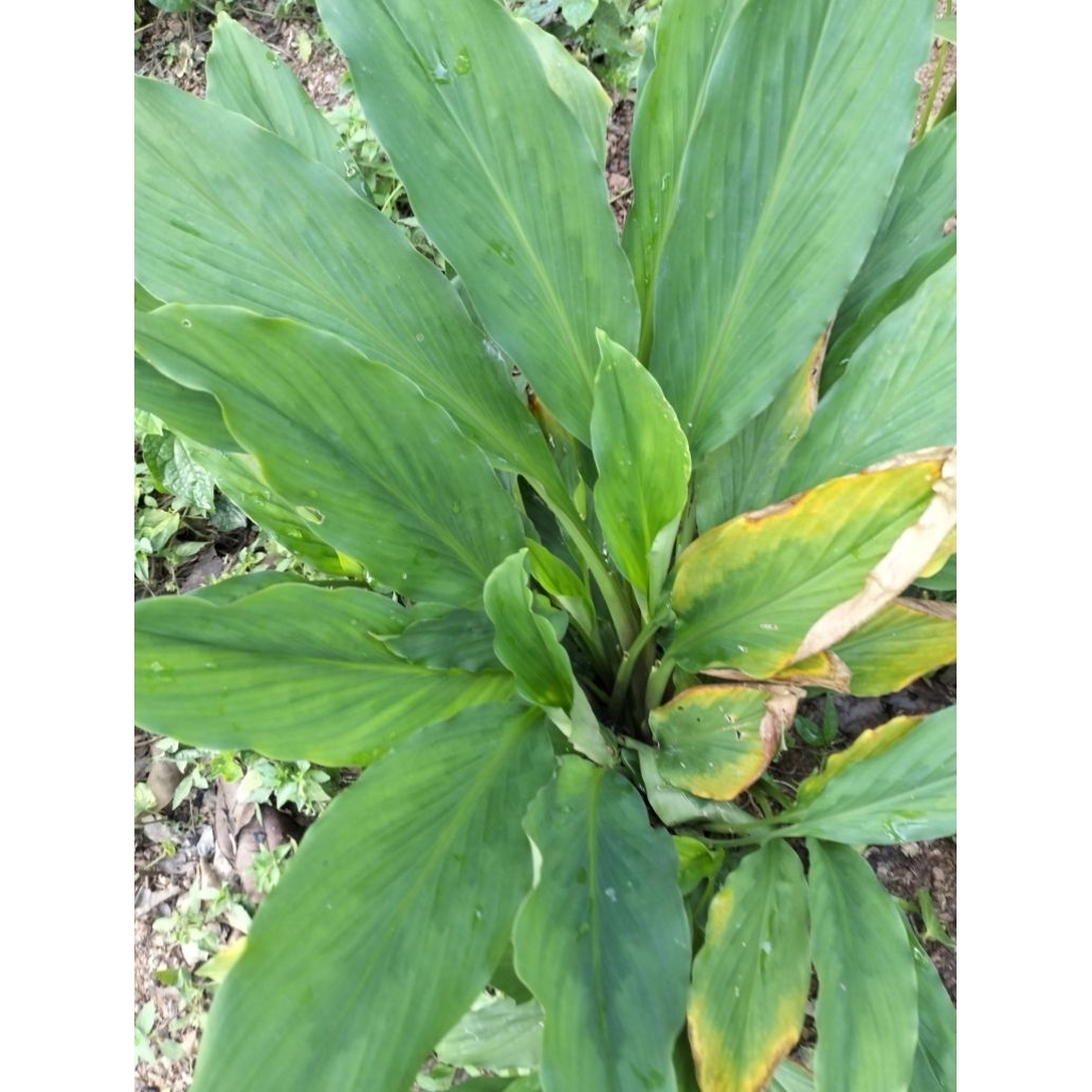 Pokok Kunyit Putih (polibag) | Shopee Malaysia