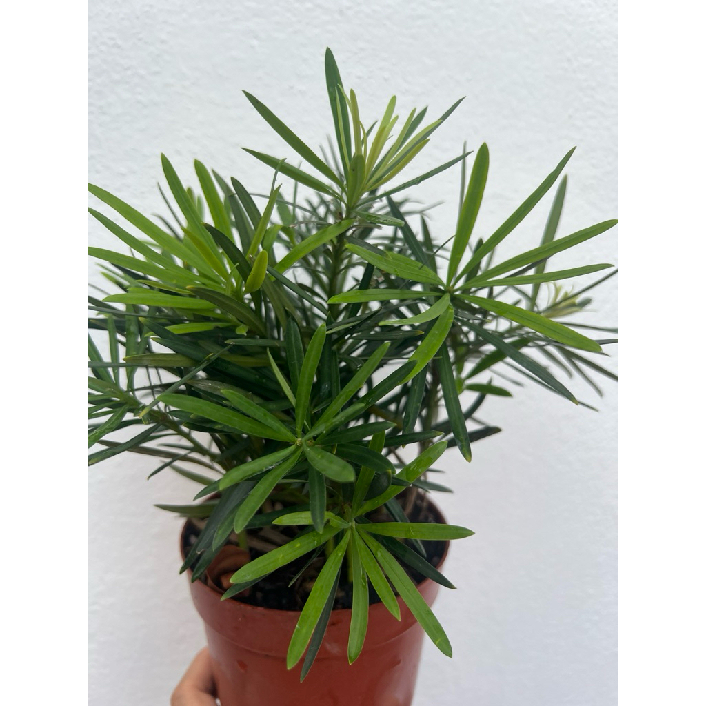 Podocarpus live plant/Luo Han Song/罗汉松 | Shopee Malaysia