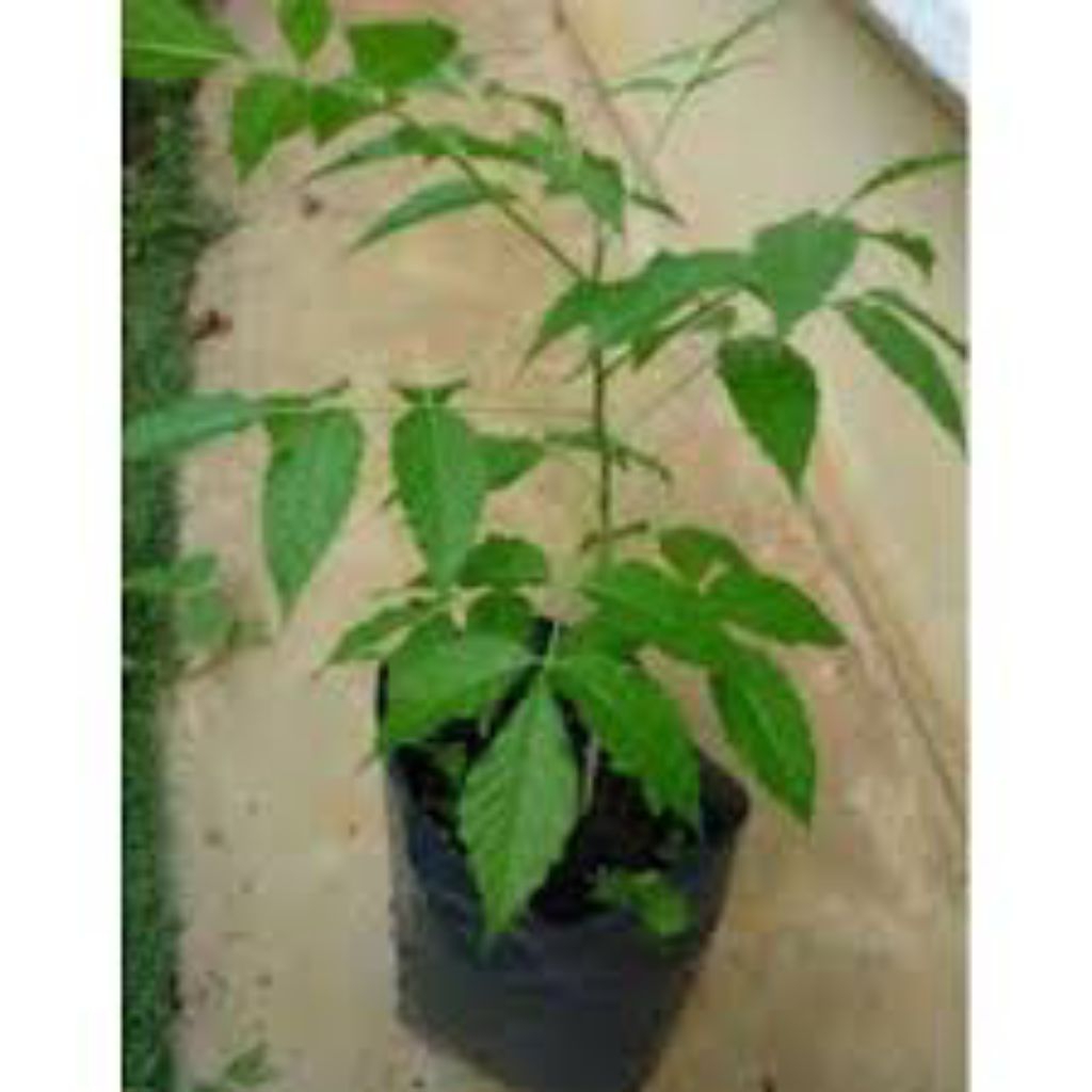 Anak Pokok Melada Pahit | Shopee Malaysia