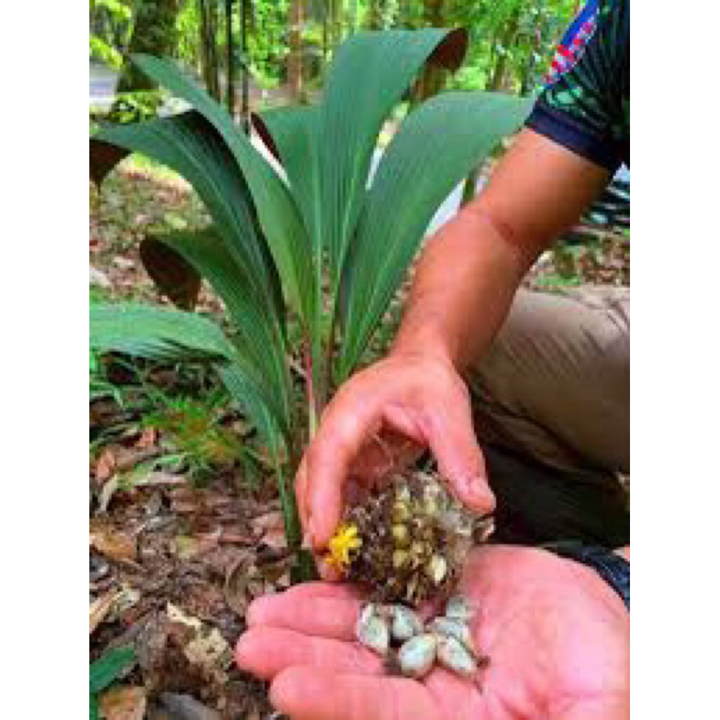 POKOK LEMBA(bnyak khsiat ) | Shopee Malaysia