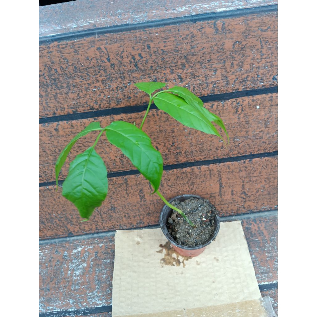 Anak Pokok Sentul/Setoi Madu | Shopee Malaysia