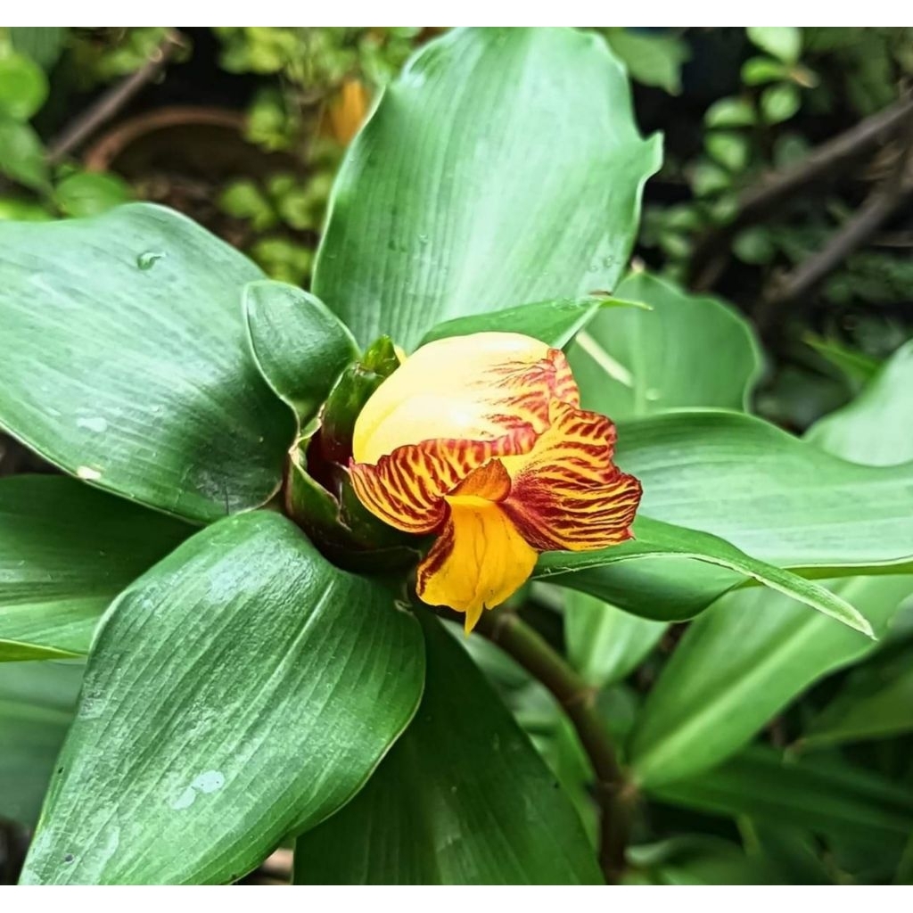 KHN - POKOK COSTUS INSULIN BUNGA OREN ( 6 KERATAN) | Shopee Malaysia