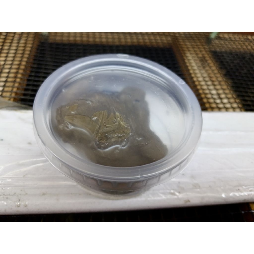 getah burung-bird gum dari susu getah | Shopee Malaysia