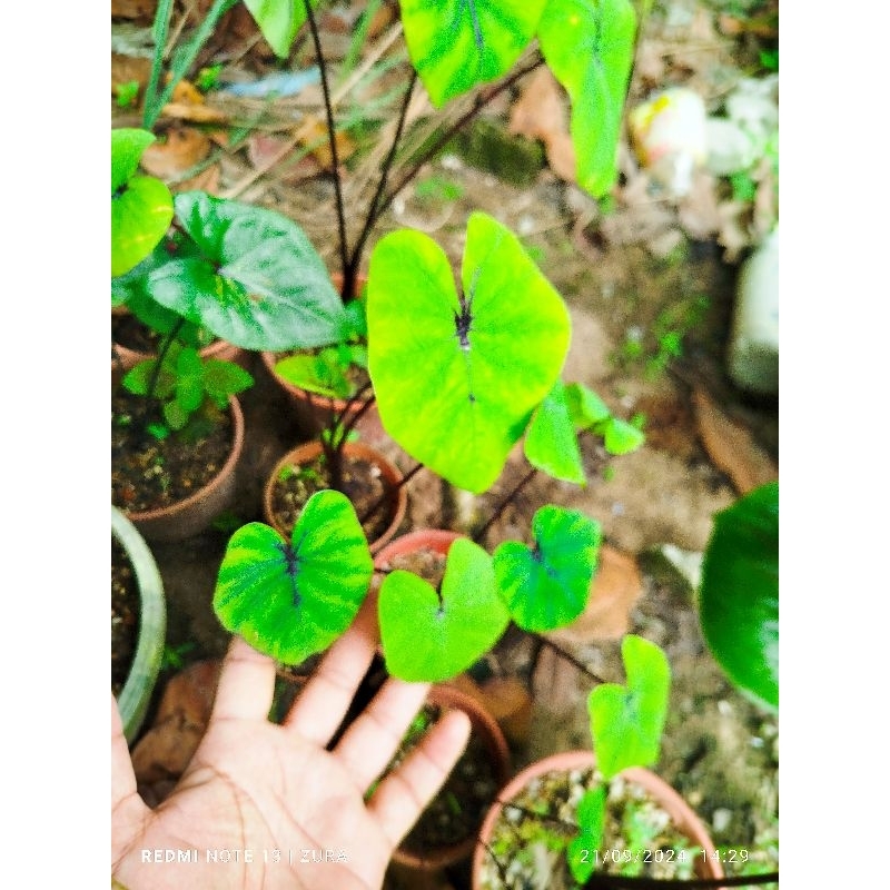 Caladium Keladi cantik id Pharoah Mask topeng firaun | Shopee Malaysia