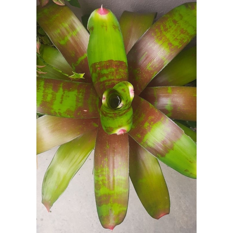 Anak pokok bromeliad Ring of Fire | Shopee Malaysia