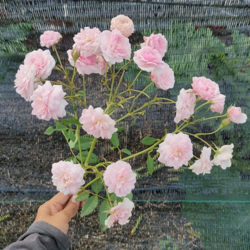 Keratan Bunga Ros Kampung / Ros Pengantin / Cecile Brunner Rose Cutting ...