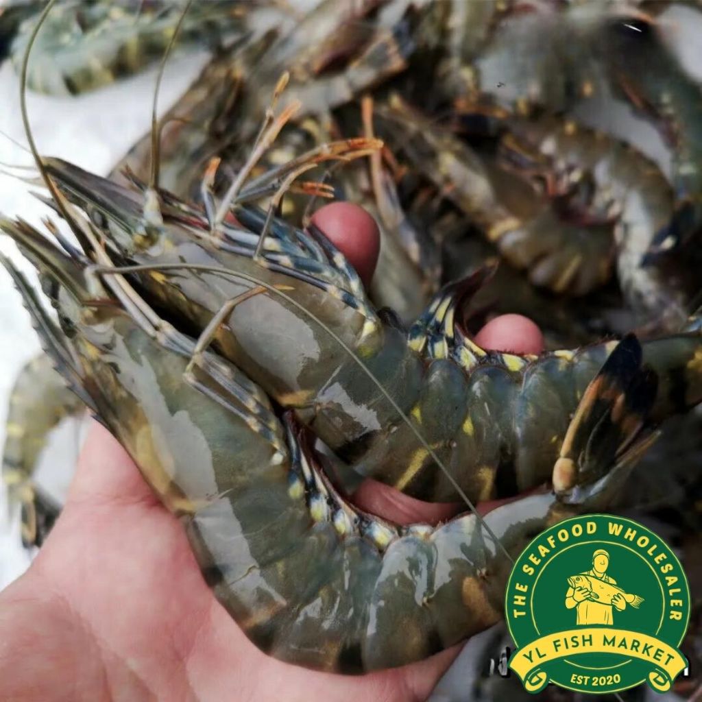 FRESH TIGER PRAWNS 20-25 pcs (XL Size) / 新鲜老虎虾 500g +- | Shopee Malaysia