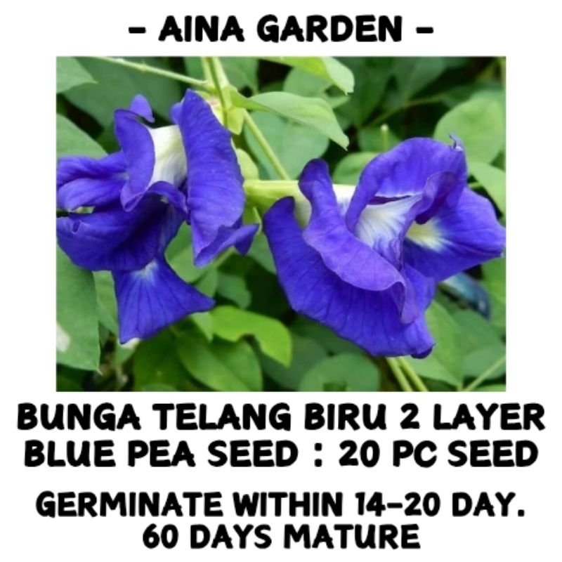 HSK [20pc] BIJI BENIH BUNGA TELANG BIRU 2 LAPIS | CLITORIA TERNATE ...